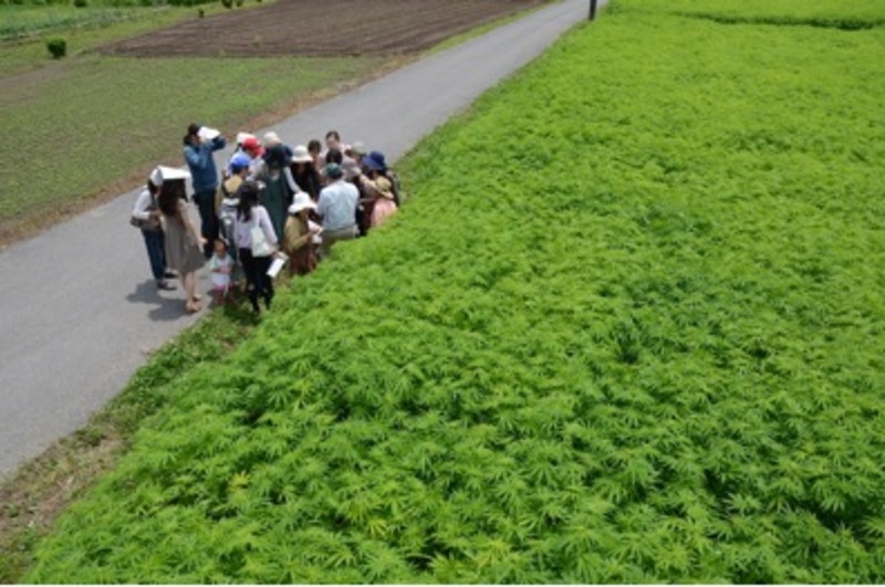 The Secret History of Cannabis in Japan | Asia-Pacific Research