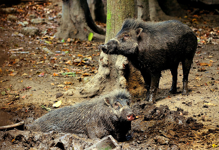 Southeast Asian Wild Pigs Confront Deadly African Swine Fever Epidemic ...