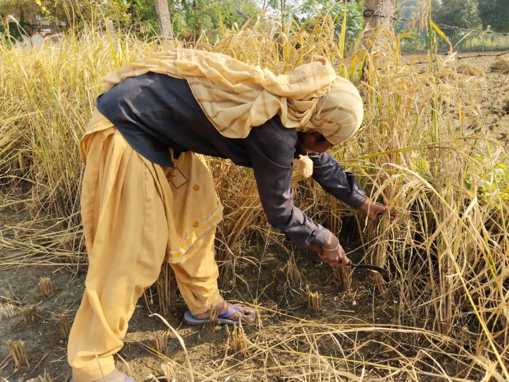Paddy Harvesting and Food Security of Landless Farm Workers | Asia ...